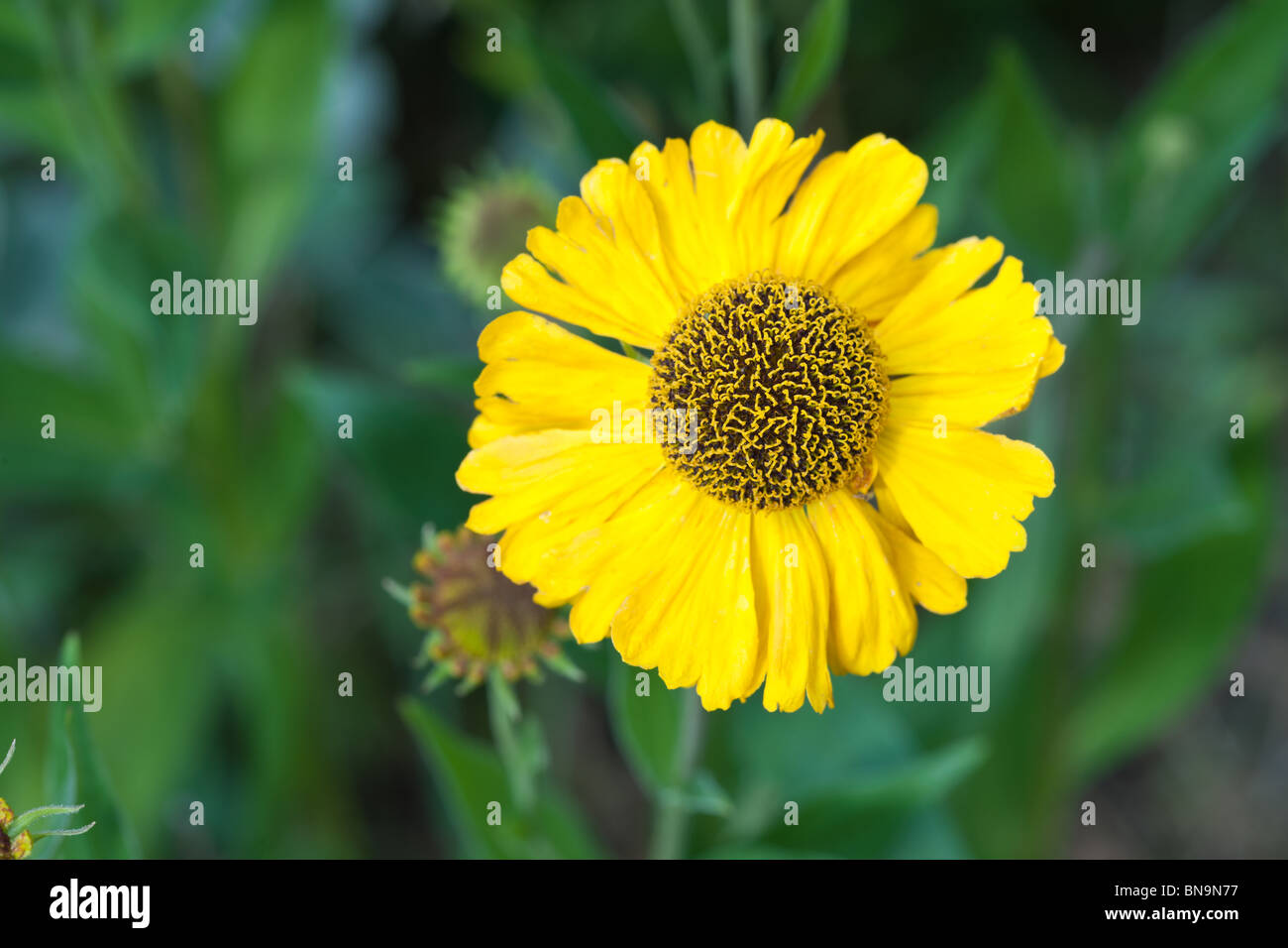 Helnium hi-res stock photography and images - Alamy