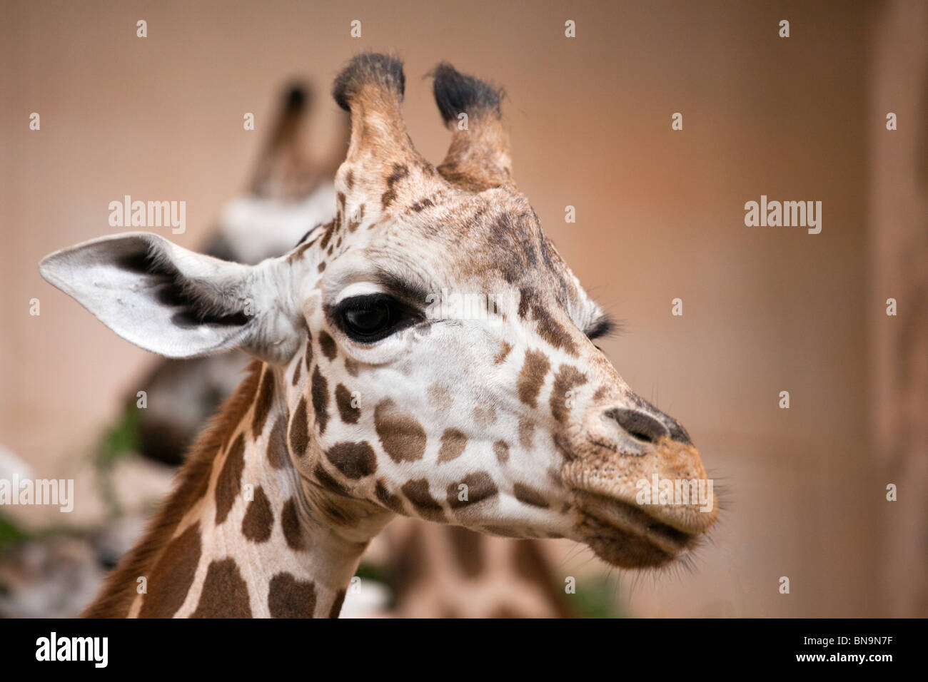giraffe at zoo Stock Photo - Alamy