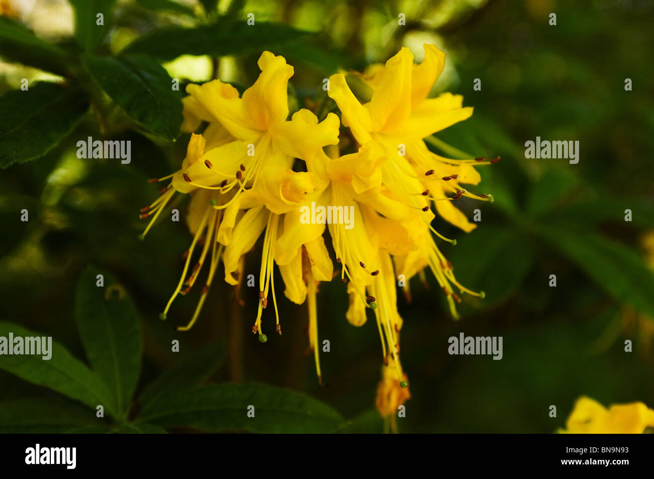 Yellow rhododendron flower hi-res stock photography and images - Alamy