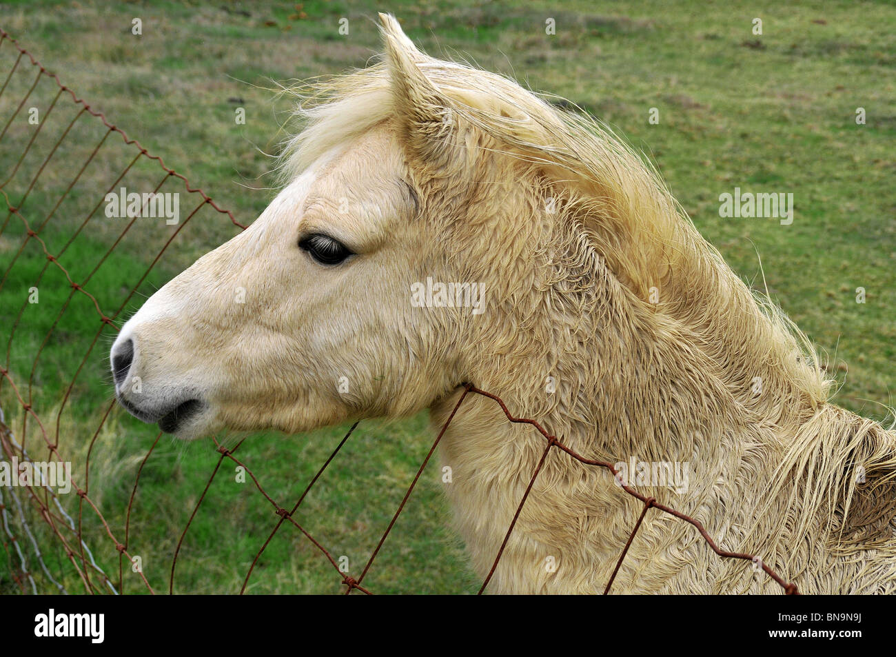 Domesticated horse pony in front of barn Stock Photo - Alamy
