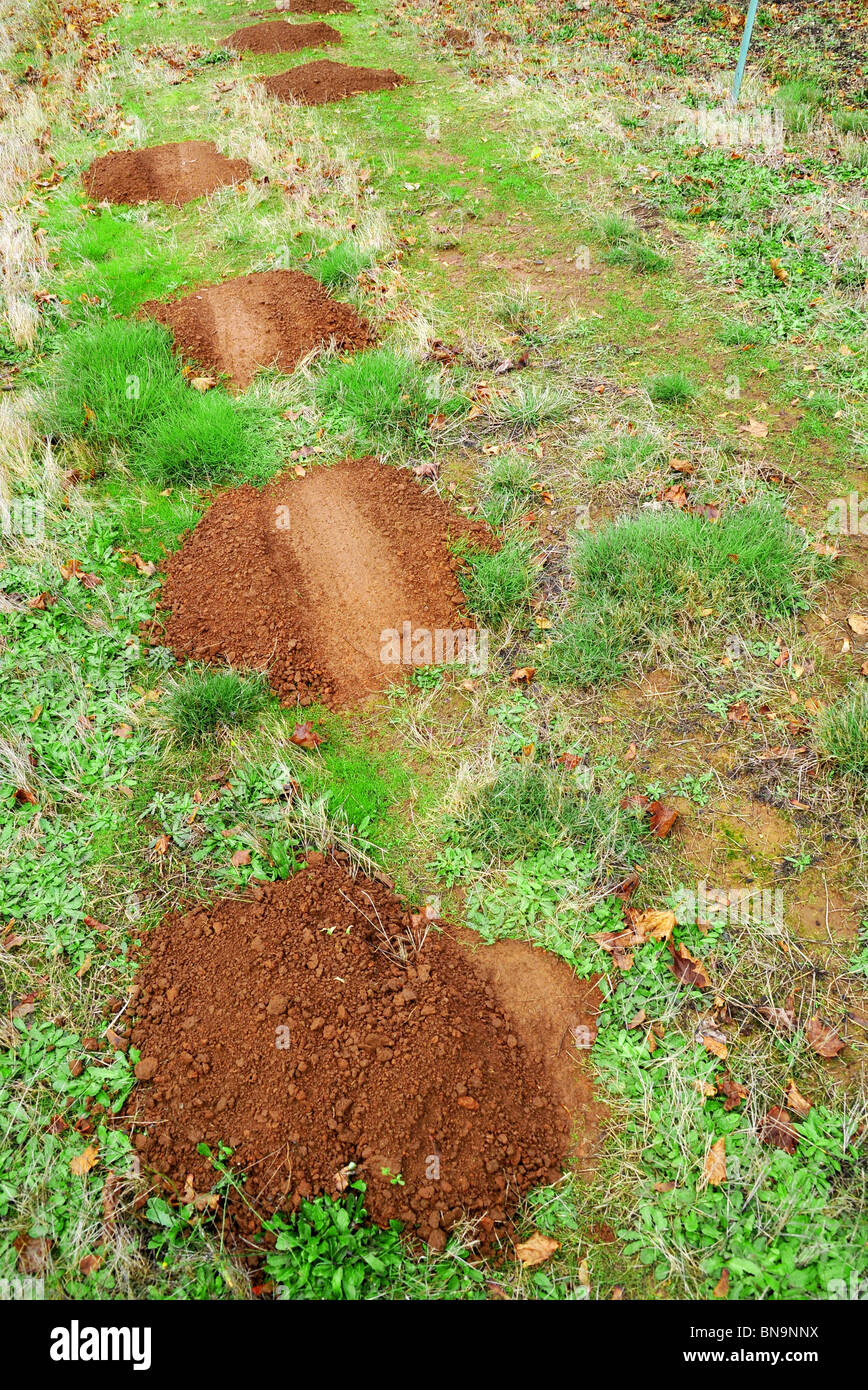 Gopher mole mounds hills on green grass Stock Photo - Alamy
