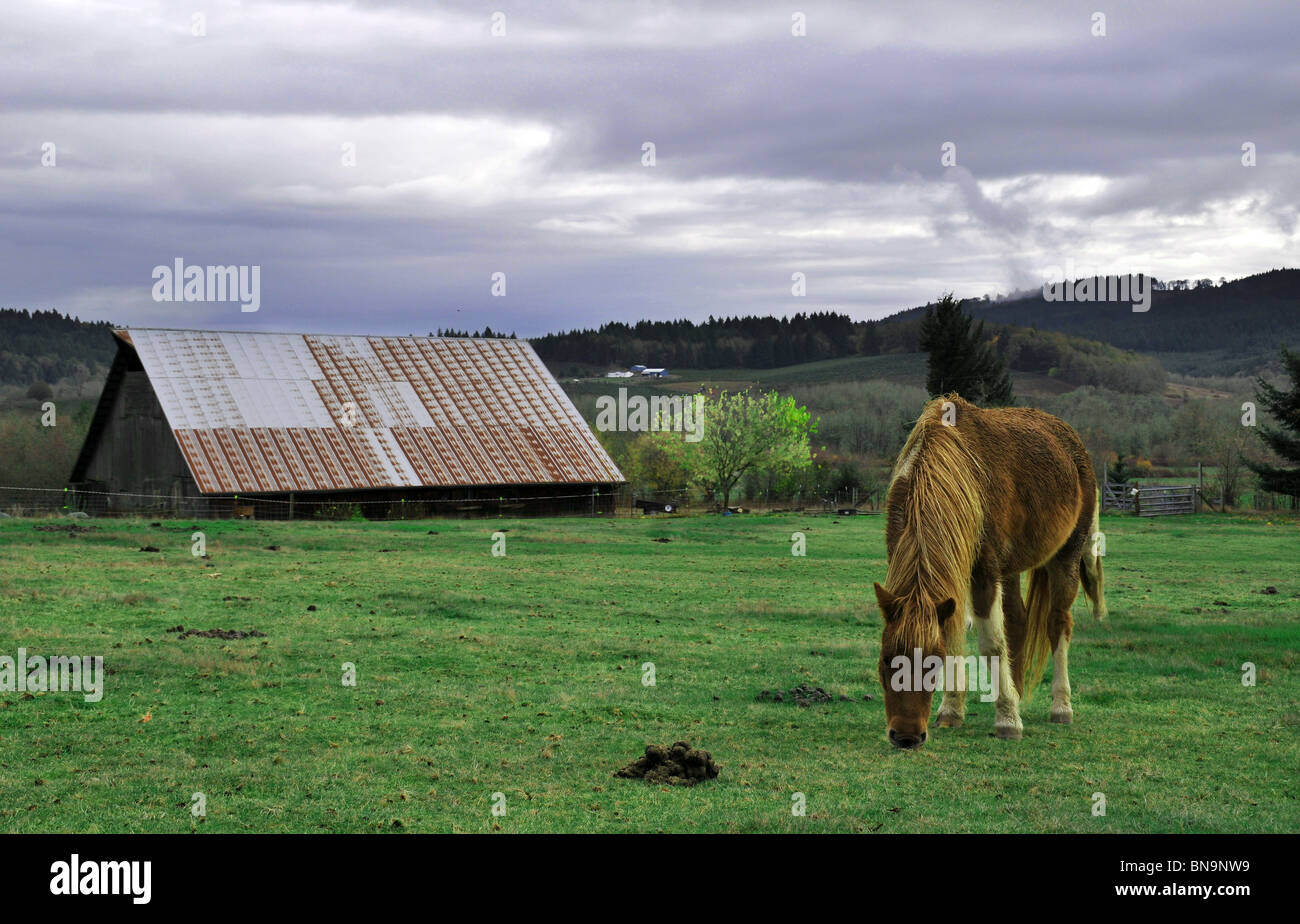 Barn tall grass hi-res stock photography and images - Alamy