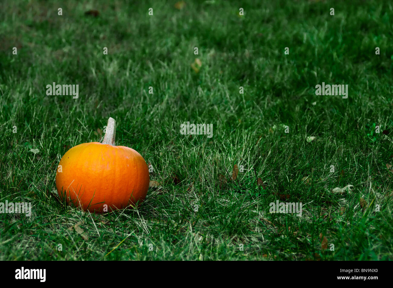 Single pumpkin resting on a grass field Stock Photo - Alamy