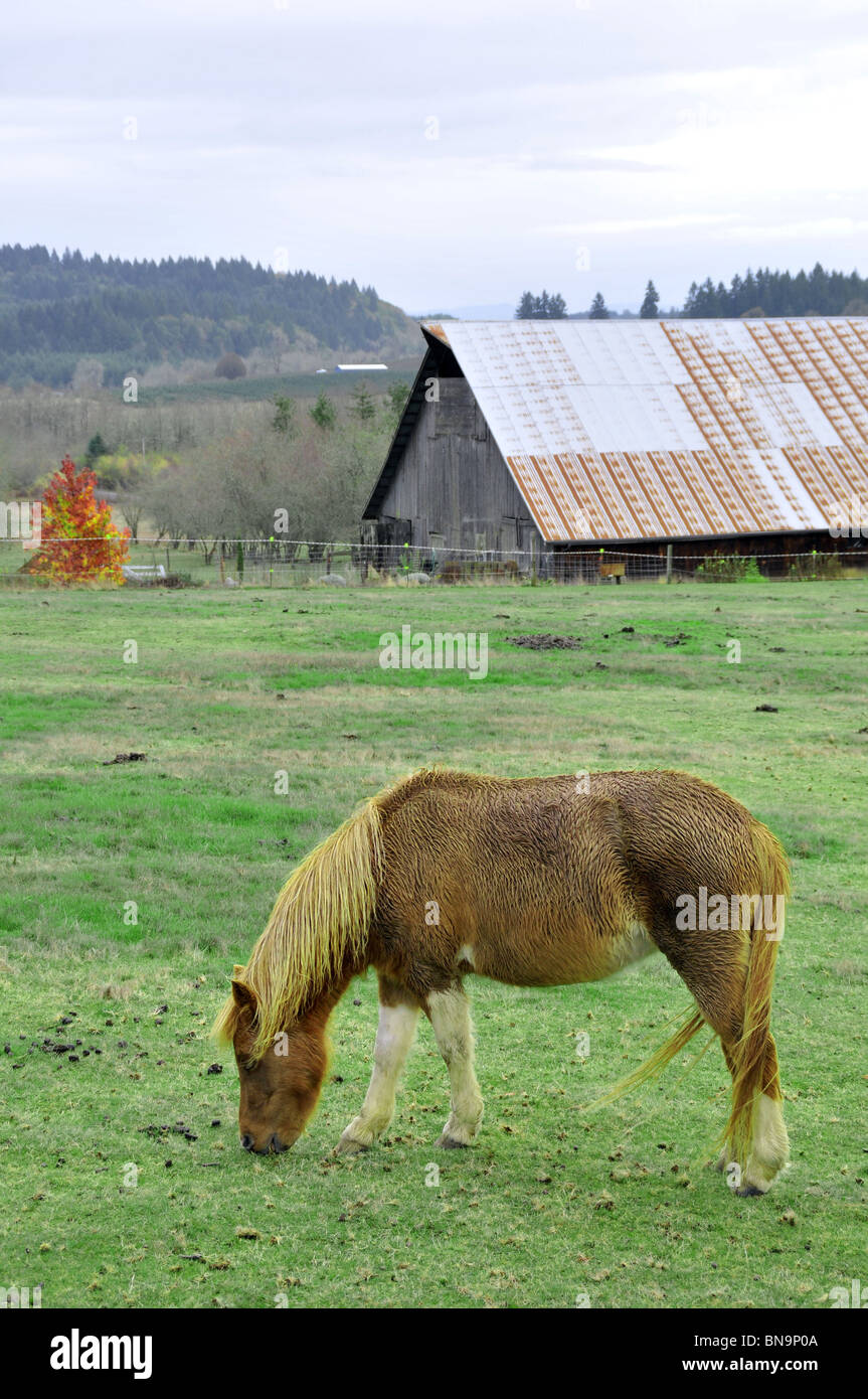 Horse pony eating grass in barn yard Stock Photo - Alamy