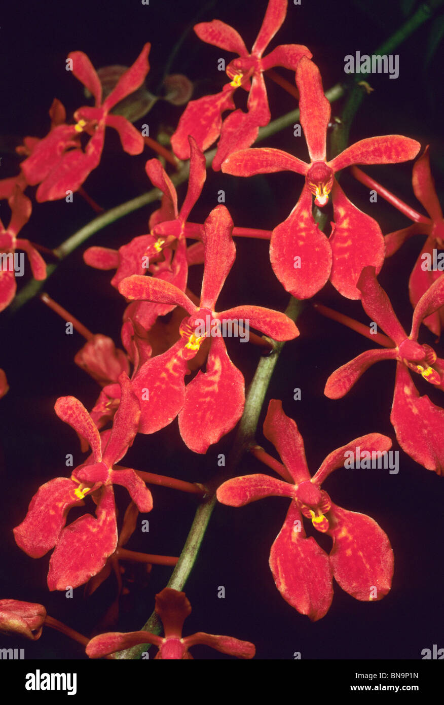 Renanthera storiei hi-res stock photography and images - Alamy
