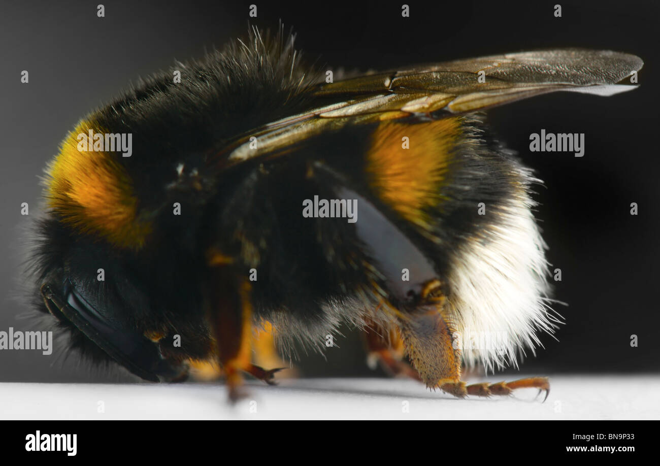 Sleeping bumblebee hi-res stock photography and images - Alamy