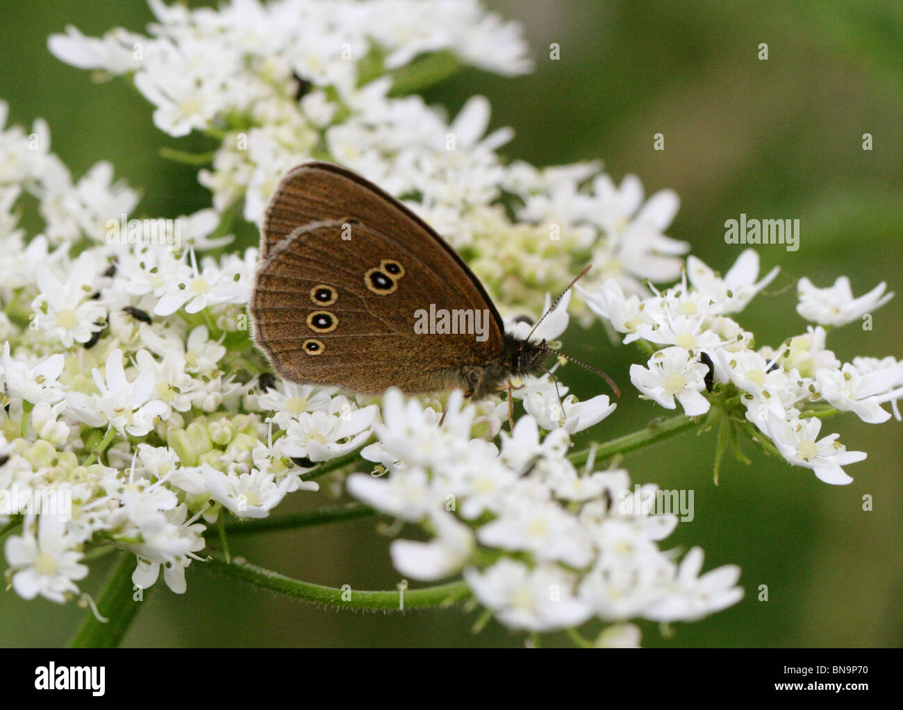 Ringlet Butterfly, Aphantopus hyperantus, (Satyridae), Nymphalidae ...