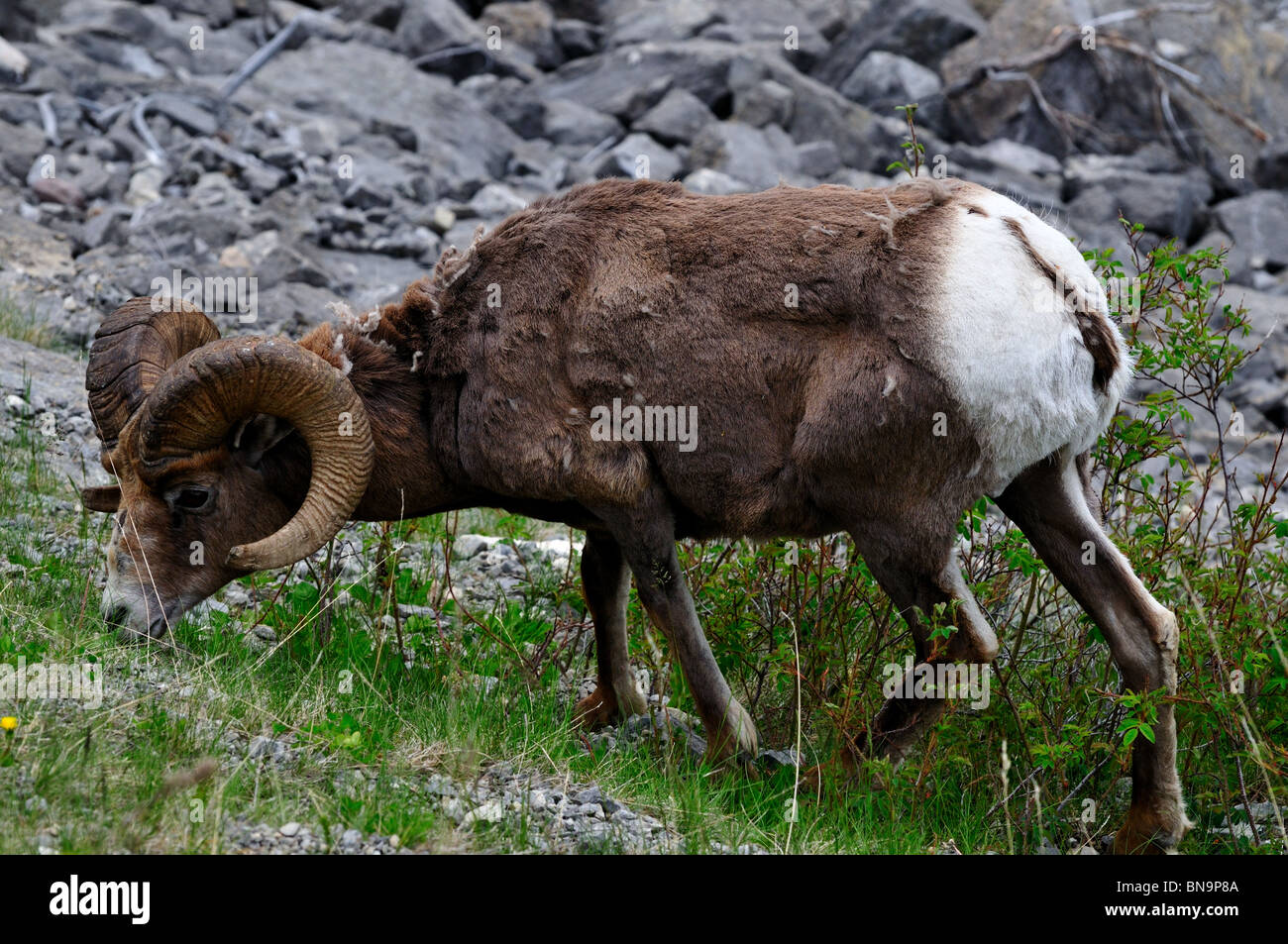 A bighorn sheep ram grazing in the wild. Jasper National Park, Alberta ...
