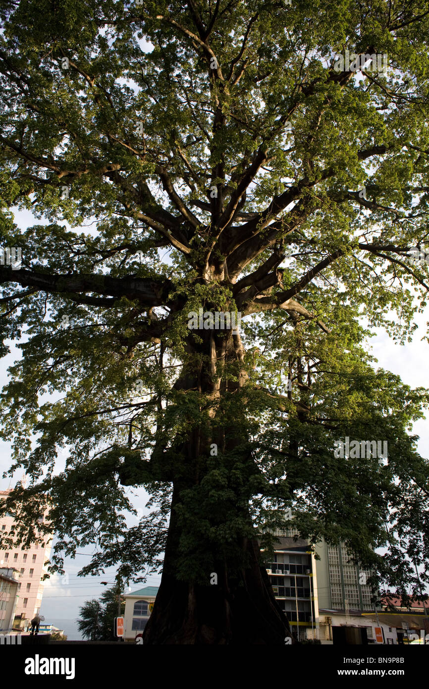 Cotton tree freetown sierra leone hi-res stock photography and images ...