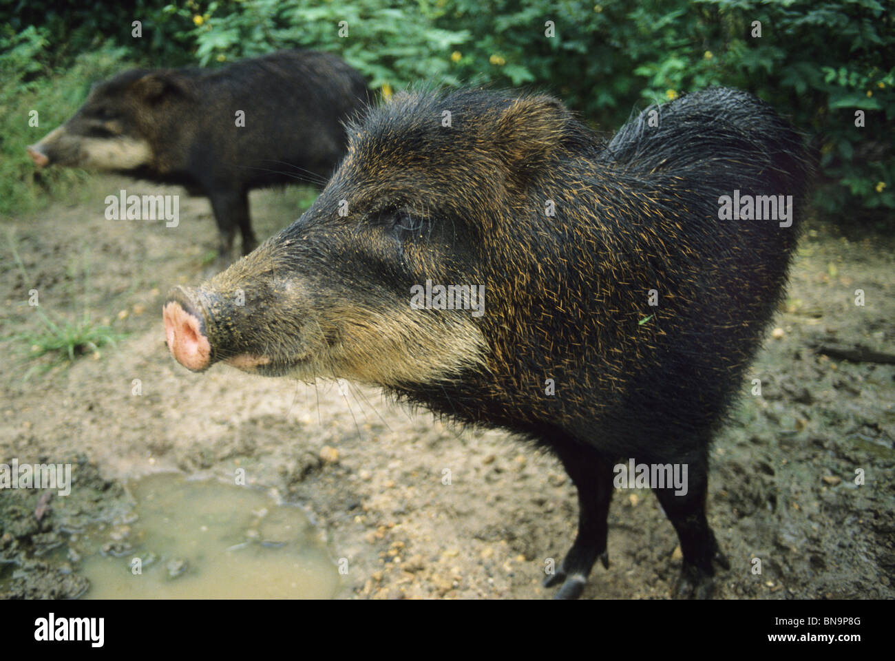 White lipped peccary tayassu pecari wild hi-res stock photography and ...