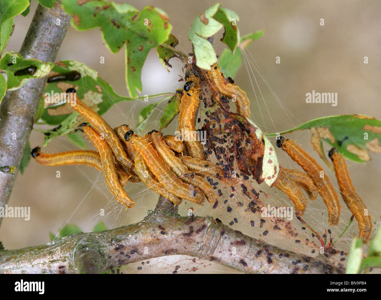 Social Pear Sawfly Larvae, Neurotoma saltuum (syn. Tenthredo ...