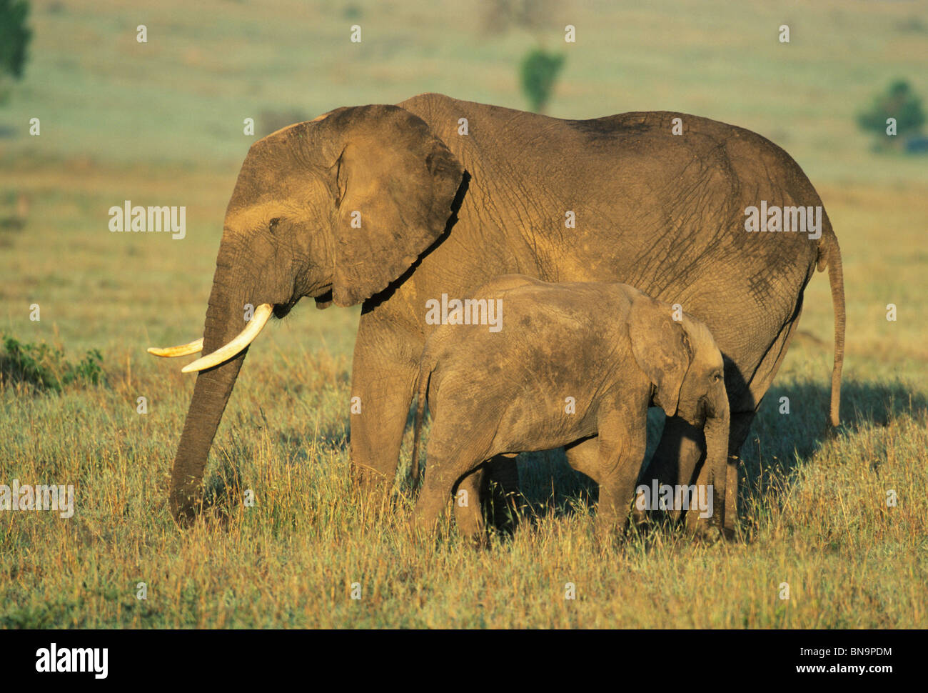 Kenya, masai mara, elephant with calf hi-res stock photography and ...