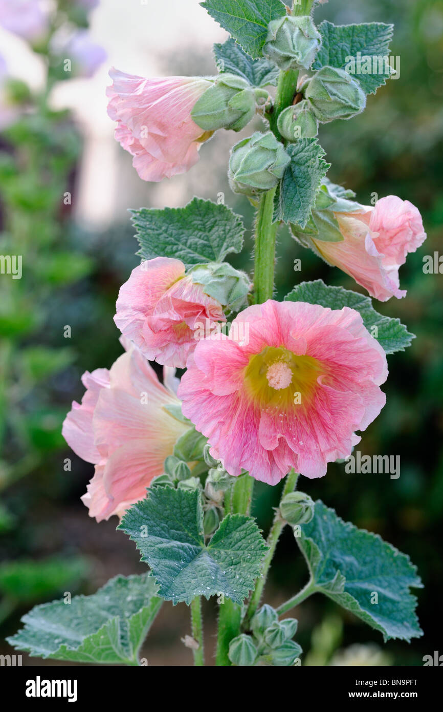 Closeup of pink hollyhock (Alcea rosea Stock Photo - Alamy