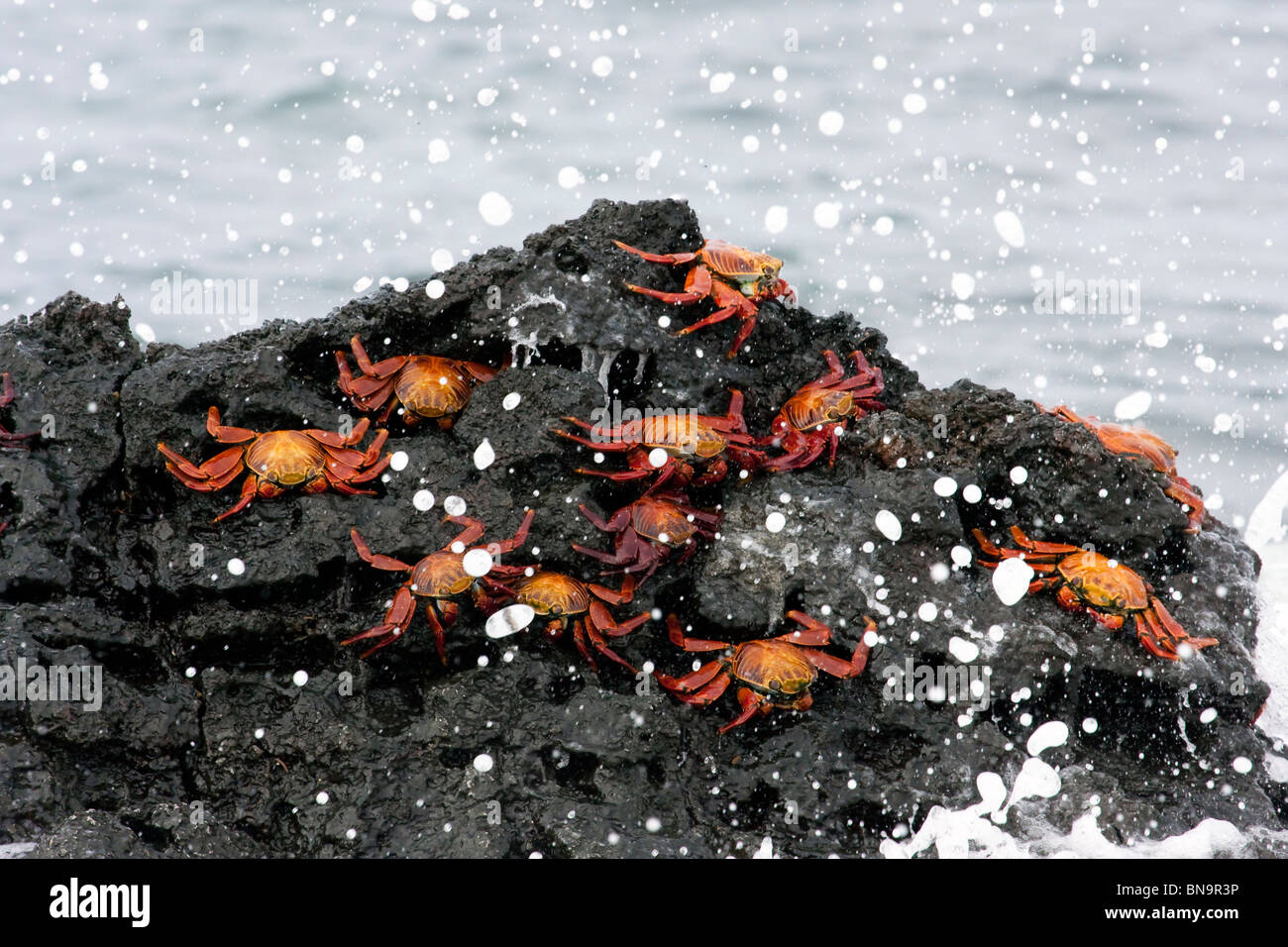 Crabs in rocks hi-res stock photography and images - Alamy
