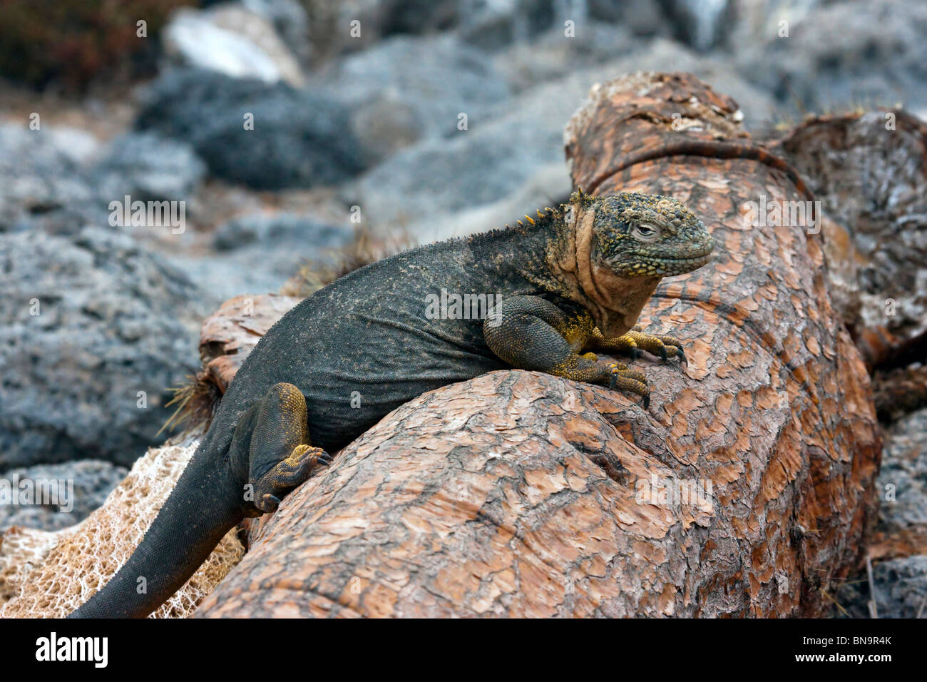 Galapagos Land Iguana Stock Photo - Alamy