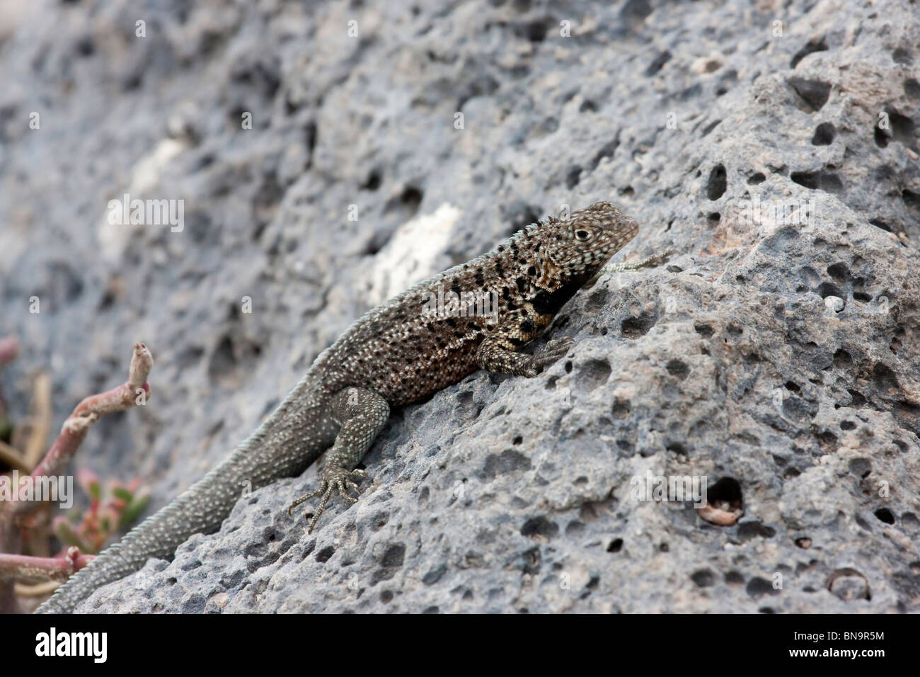 Galapagos Islands Lava Lizard Stock Photo - Alamy
