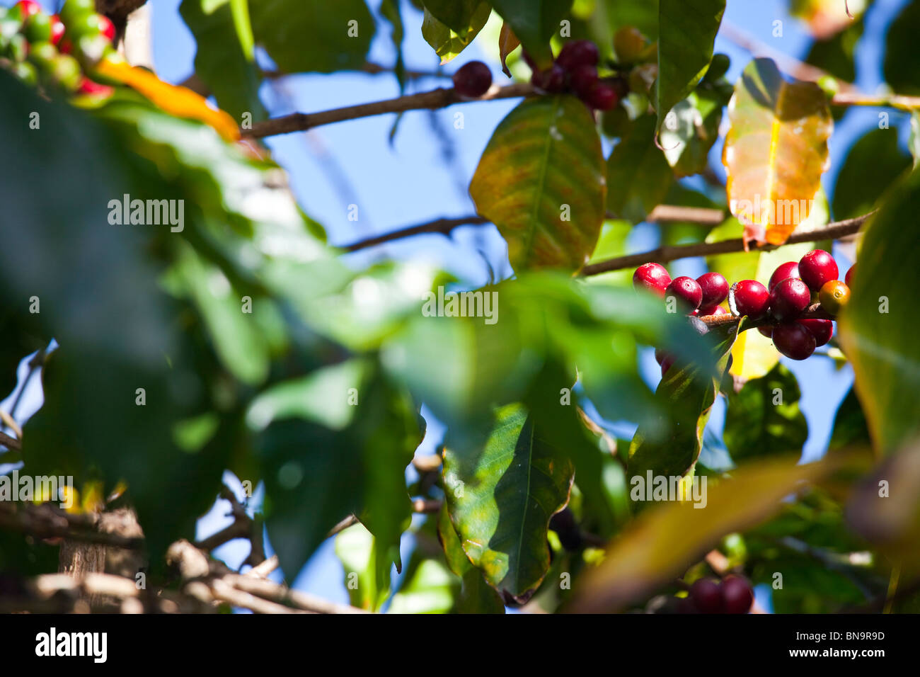 Hawaii bean hi-res stock photography and images - Alamy