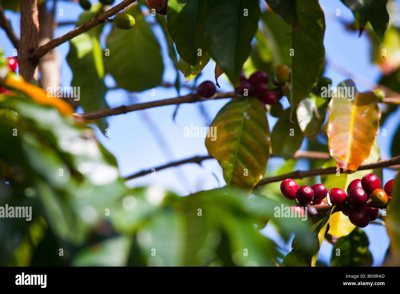 Hawaii bean hi-res stock photography and images - Alamy