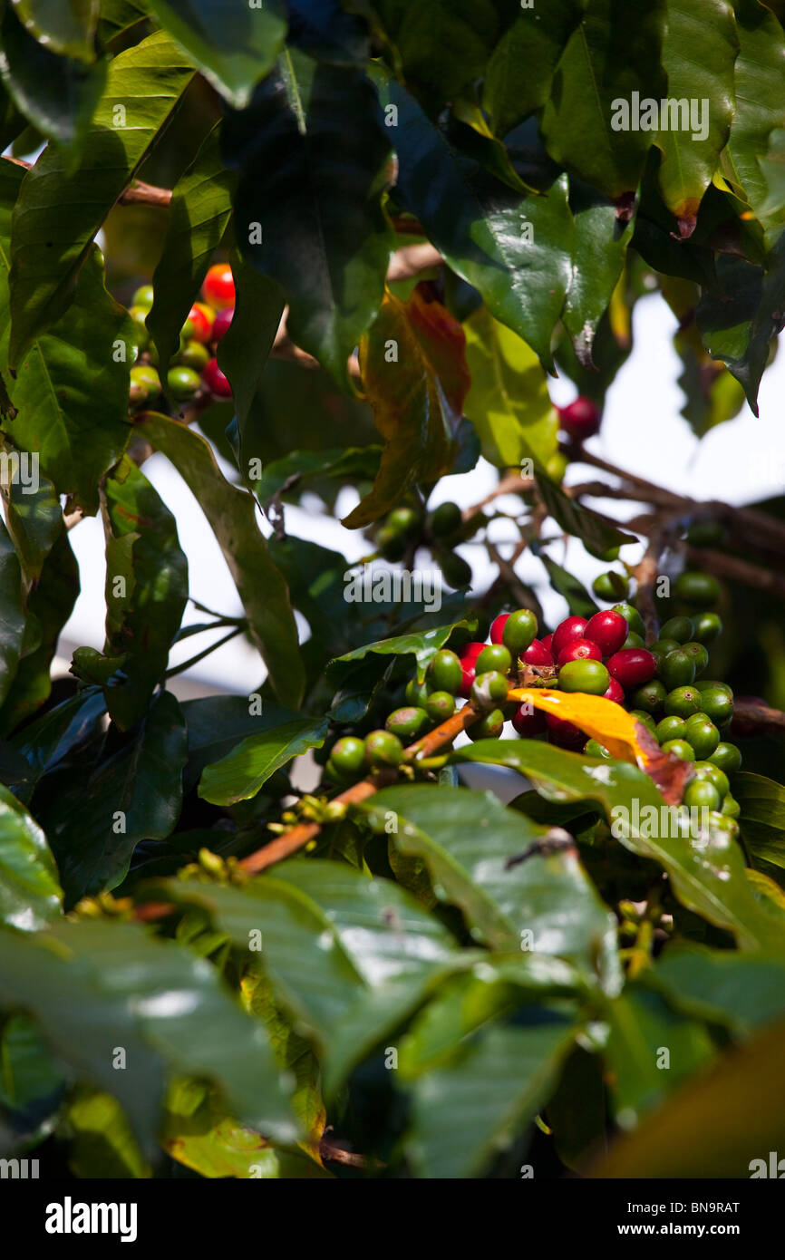 Hawaii bean hi-res stock photography and images - Alamy