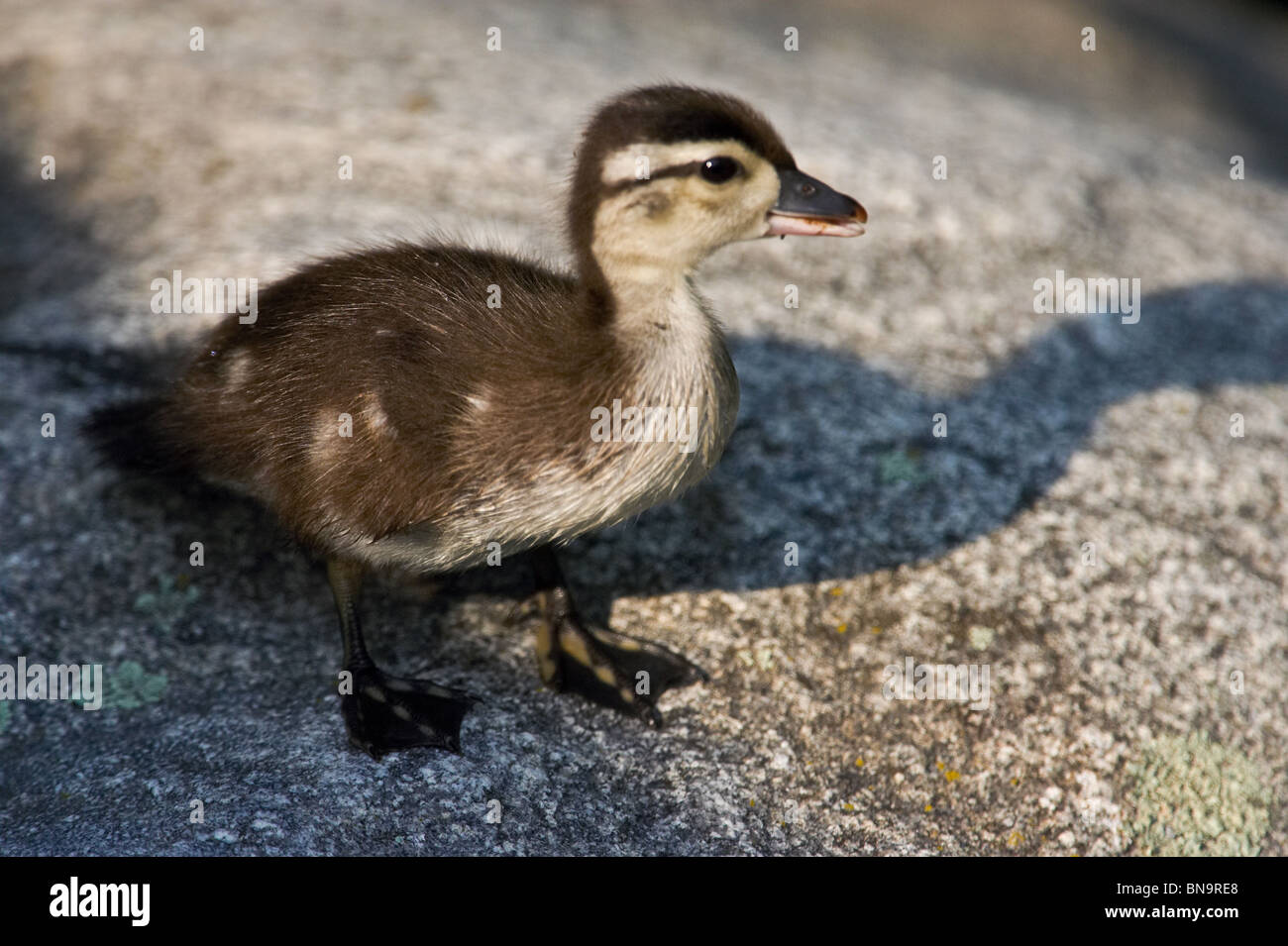 Duckling standing hi-res stock photography and images - Alamy