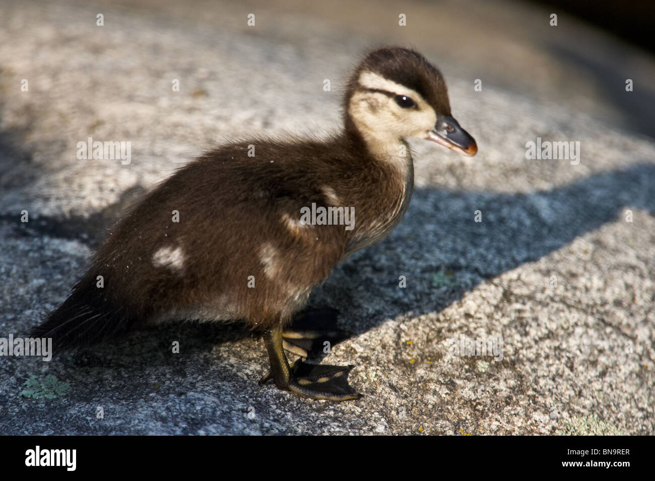 Wood Duck duckling standing on a rock Stock Photo - Alamy