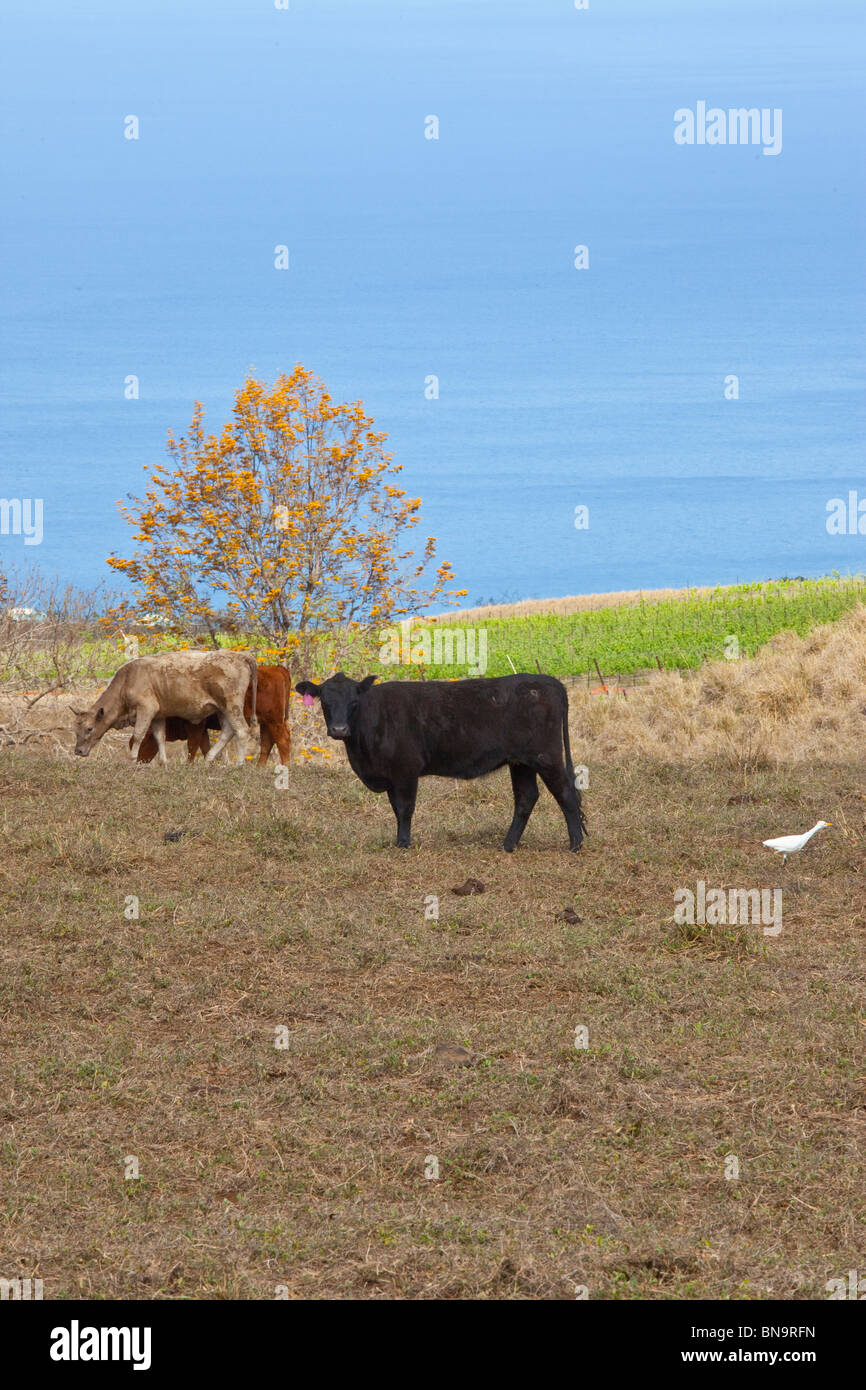 Cattle on Maui, Hawaii Stock Photo - Alamy