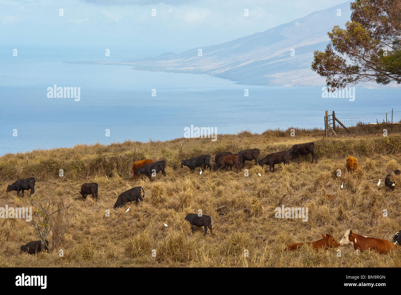 Cattle on Maui, Hawaii Stock Photo - Alamy