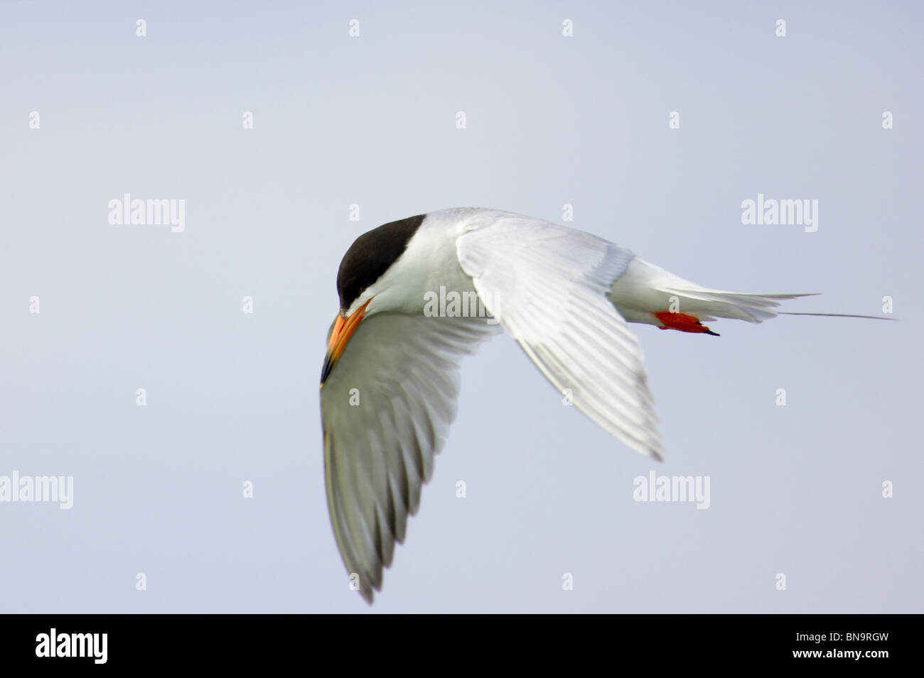 Adult Common Tern in flight Stock Photo - Alamy
