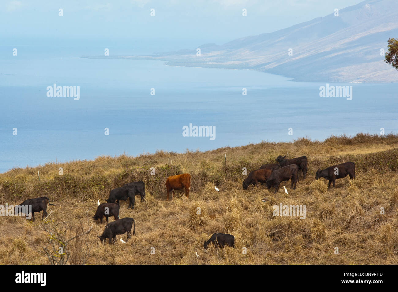 Cattle on Maui, Hawaii Stock Photo - Alamy