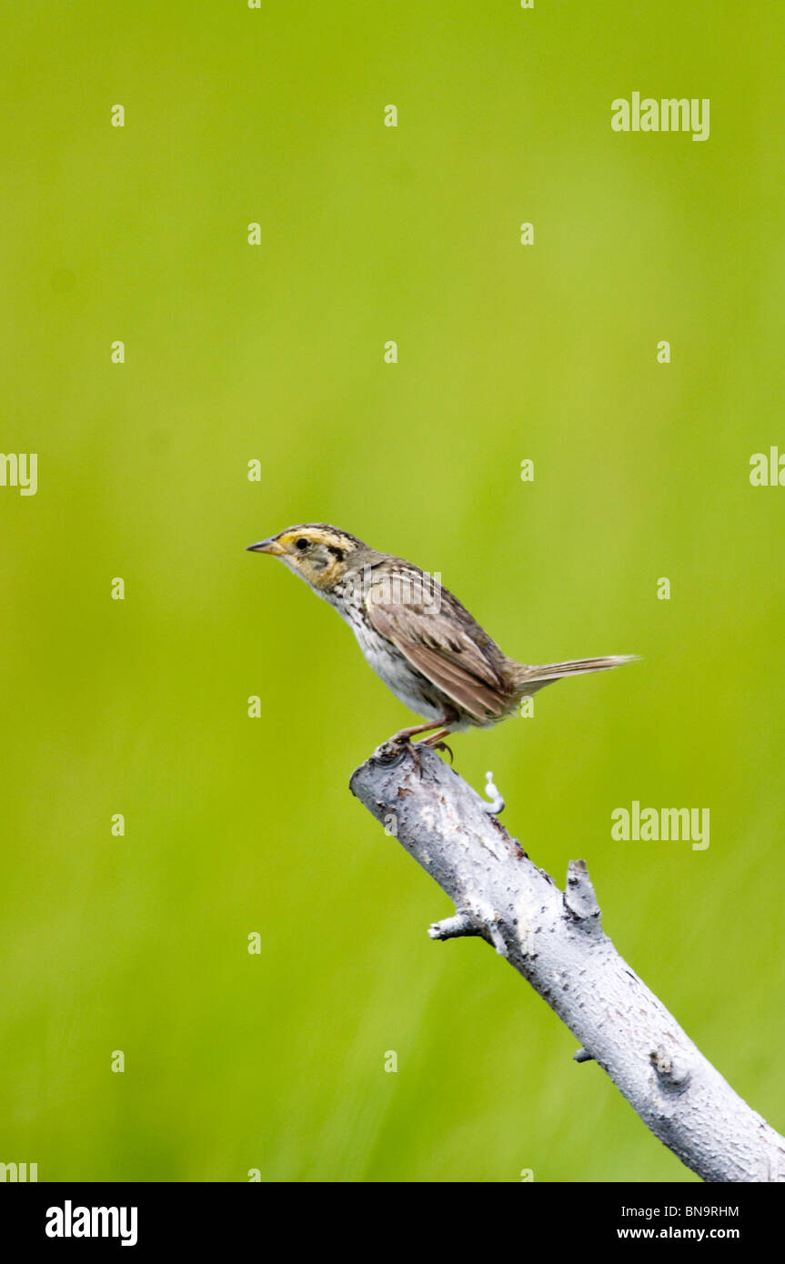 Saltmarsh sparrow hi-res stock photography and images - Alamy