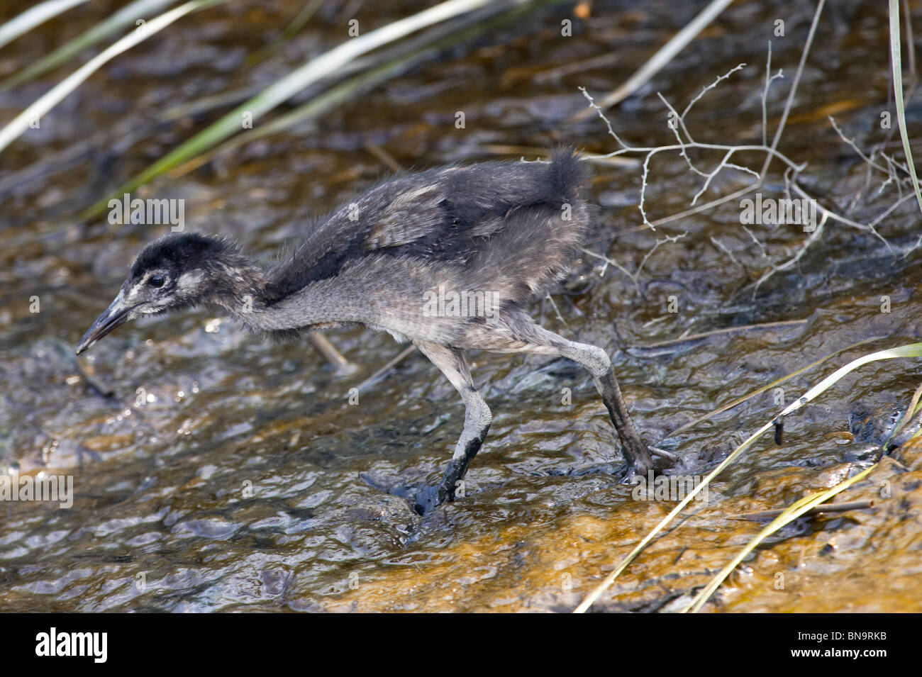 Fledgling Clapper rail feeding in mud flats Stock Photo - Alamy