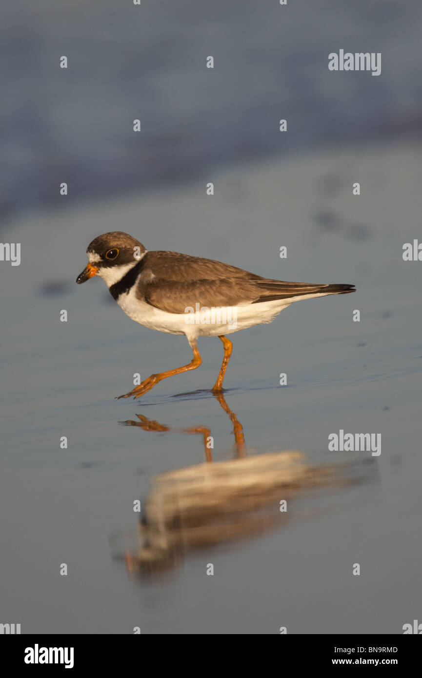 Semipalmated Plover feeding on the beach at dawn Stock Photo - Alamy