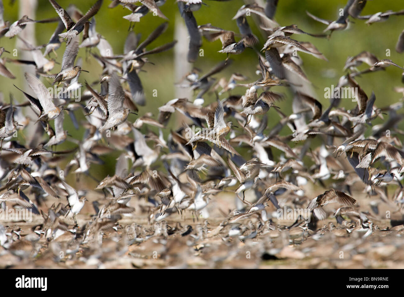 Sandpiper sandpipers hi-res stock photography and images - Alamy