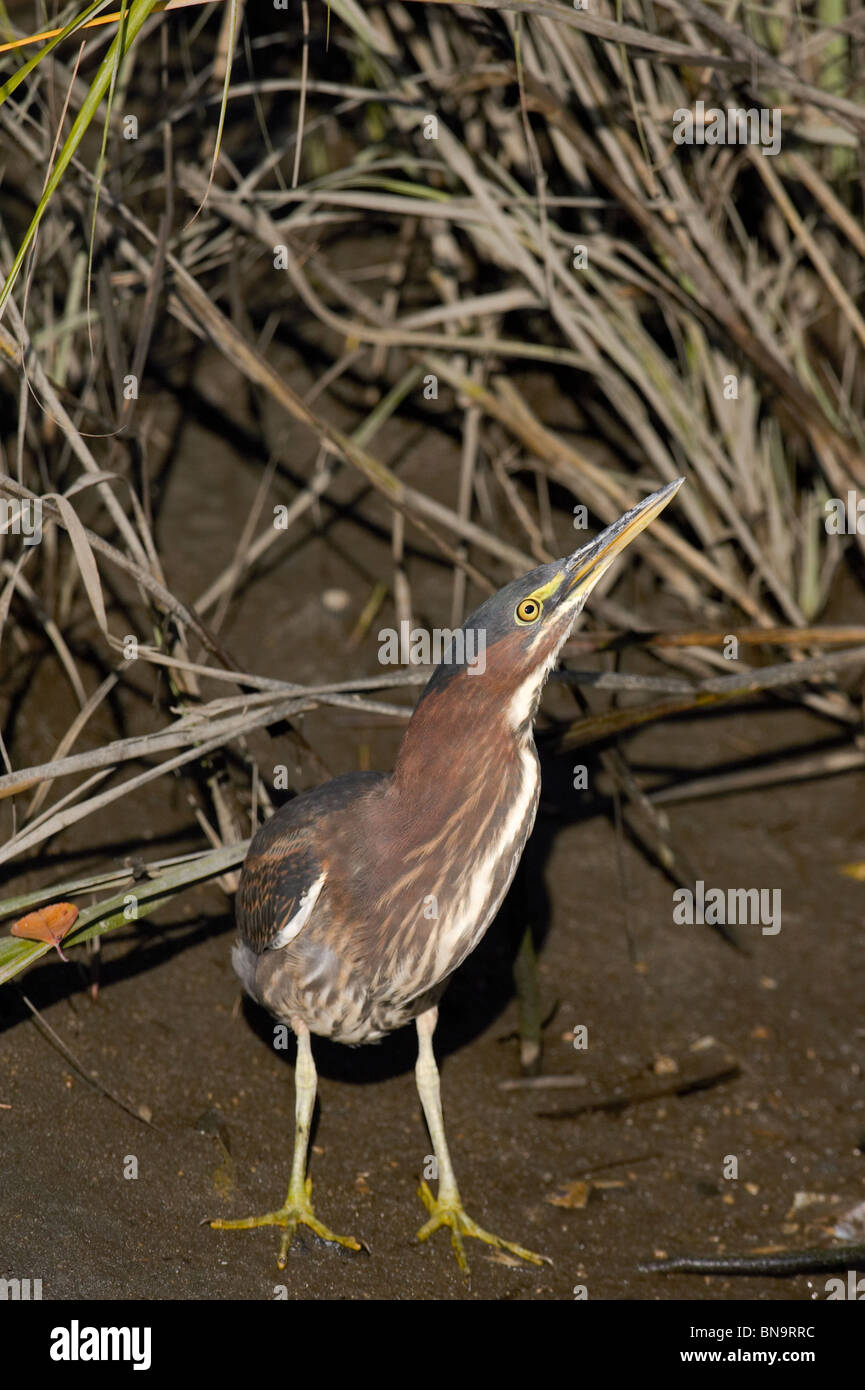 Mature green heron hi-res stock photography and images - Alamy