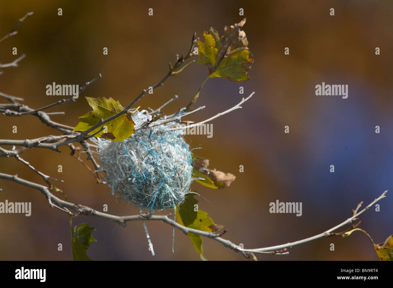 Baltimore oriole nest hi-res stock photography and images - Alamy