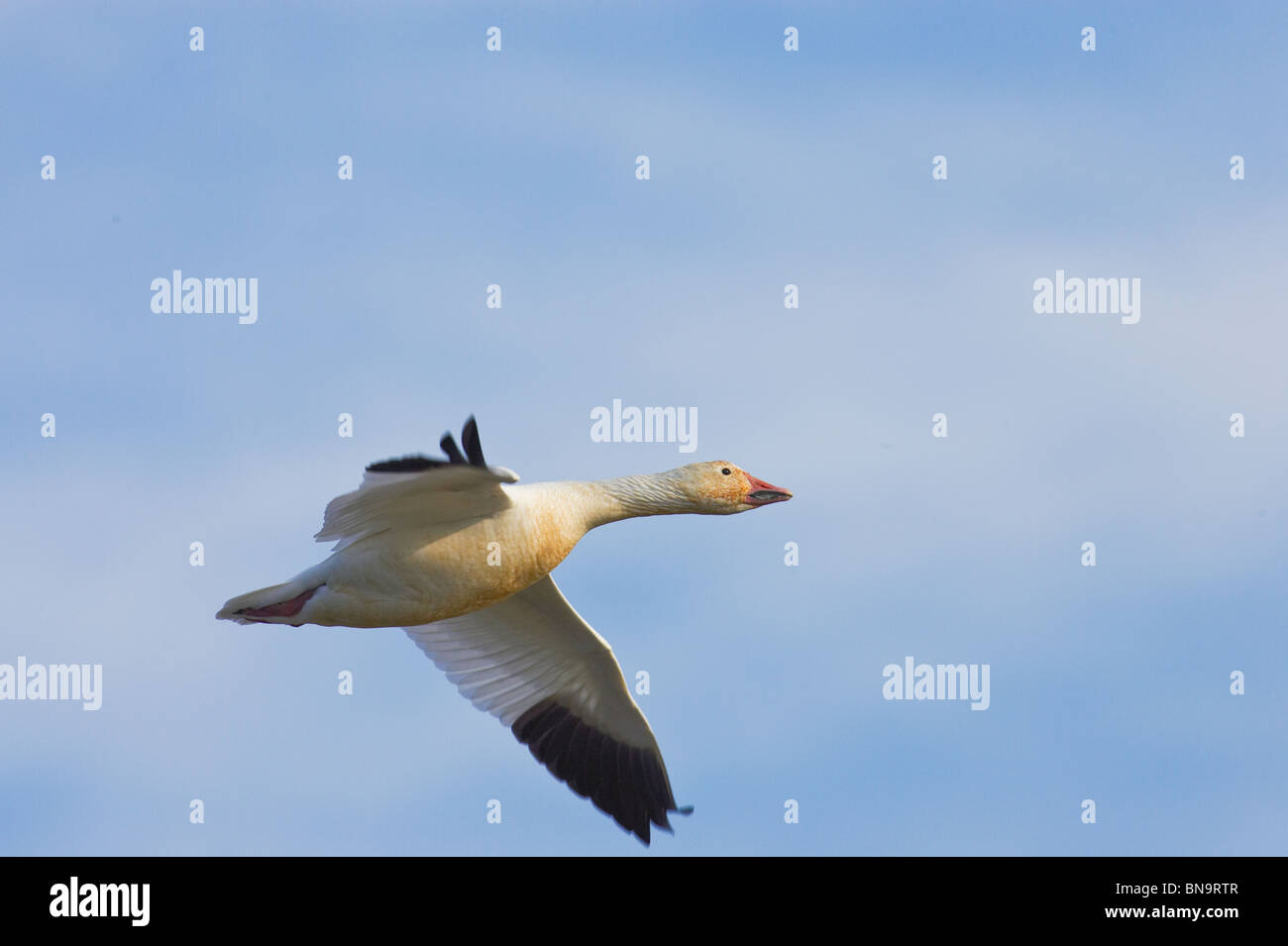 Snow Goose in flight at dawn Stock Photo - Alamy
