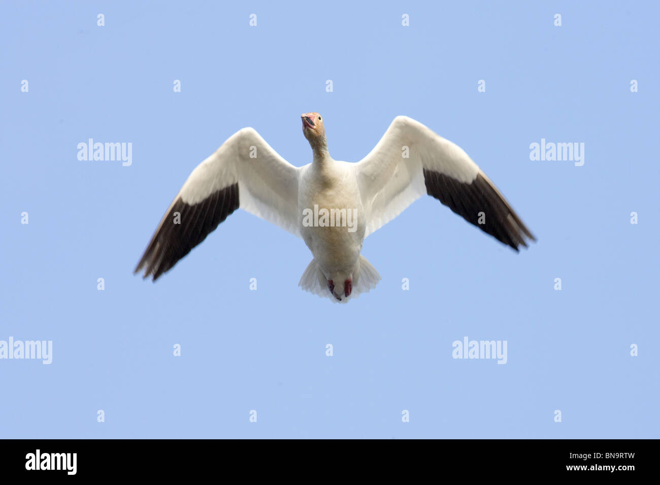 Snow Goose in flight at dawn Stock Photo - Alamy