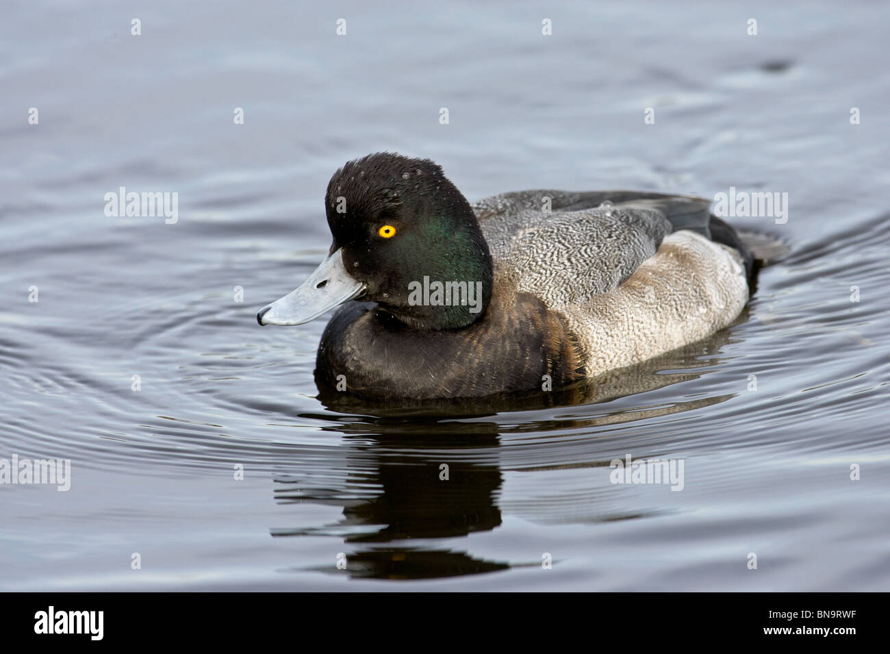 Adult male Ring-necked Duck floating in the water Stock Photo - Alamy