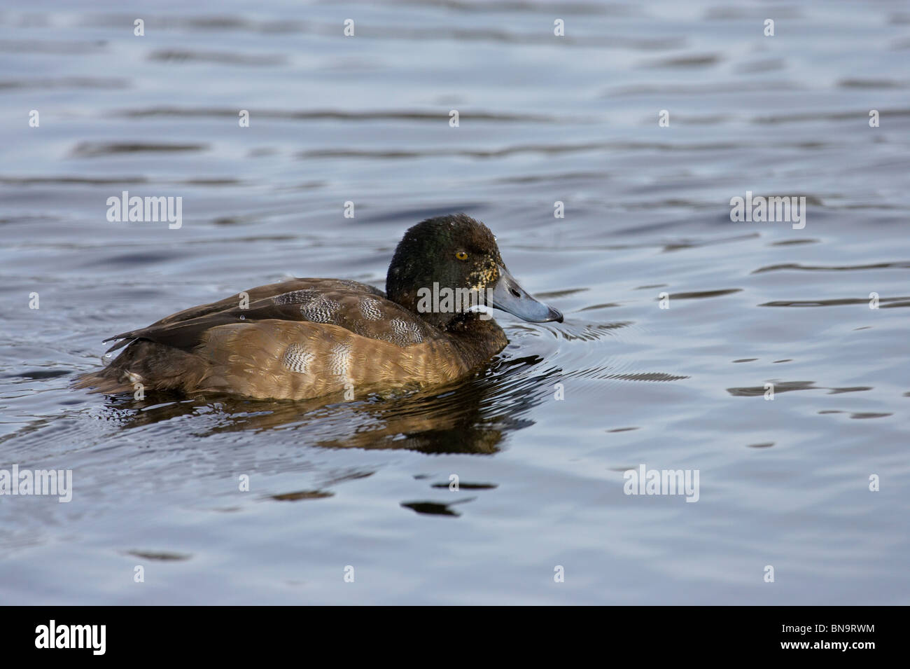 Female Ring-necked Duck floating in the water Stock Photo - Alamy