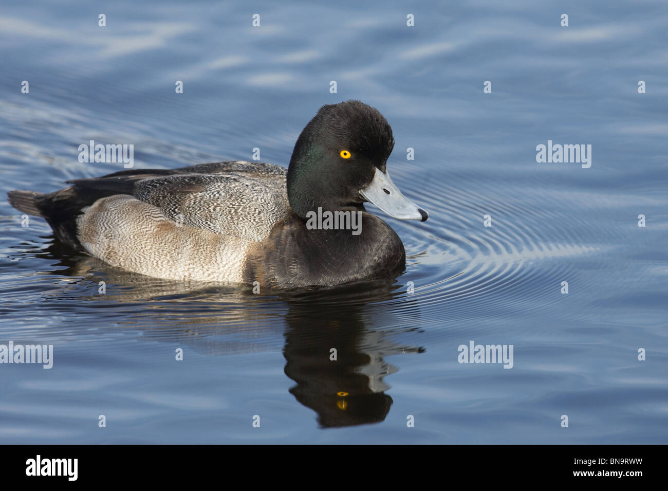 Adult male Ring-necked Duck floating in the water Stock Photo - Alamy