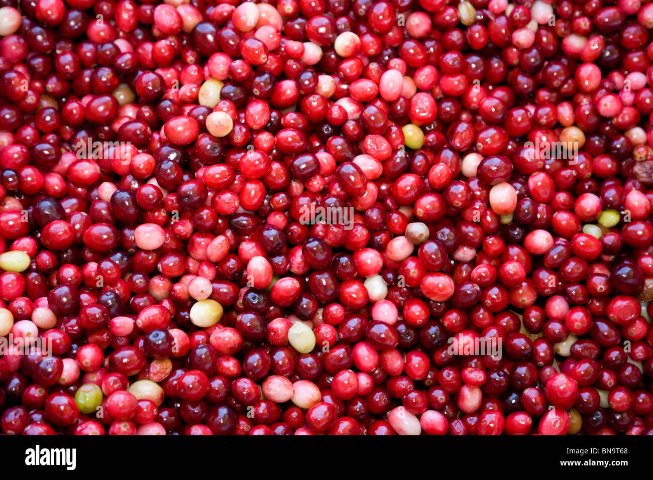 Red Cranberry for background use Stock Photo - Alamy