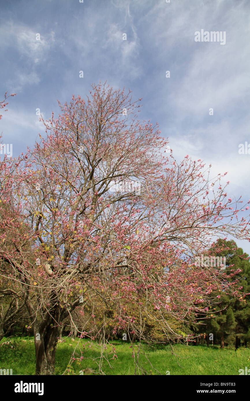 Israel, Upper Galilee, Judas tree in Naftali Mountains forest Stock ...