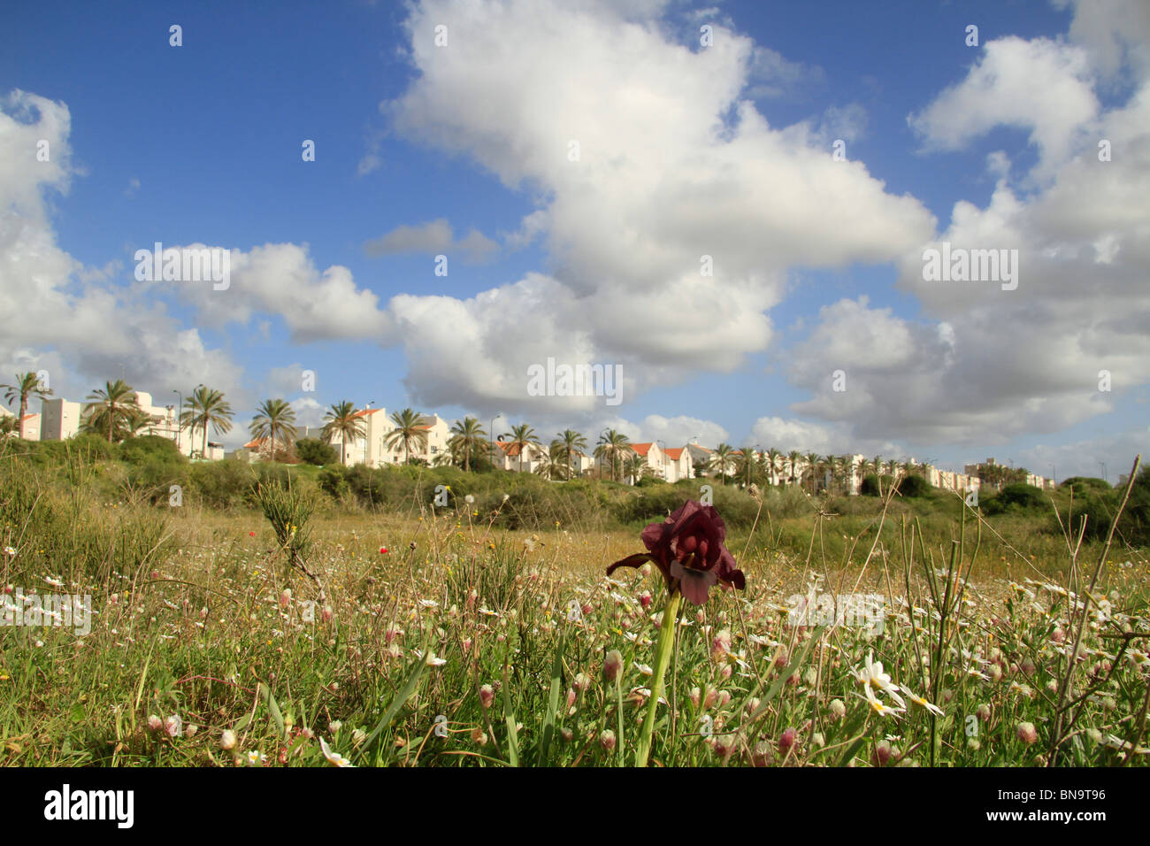 Israel, Sharon region, Iris atropurpurea in Netanya Stock Photo - Alamy