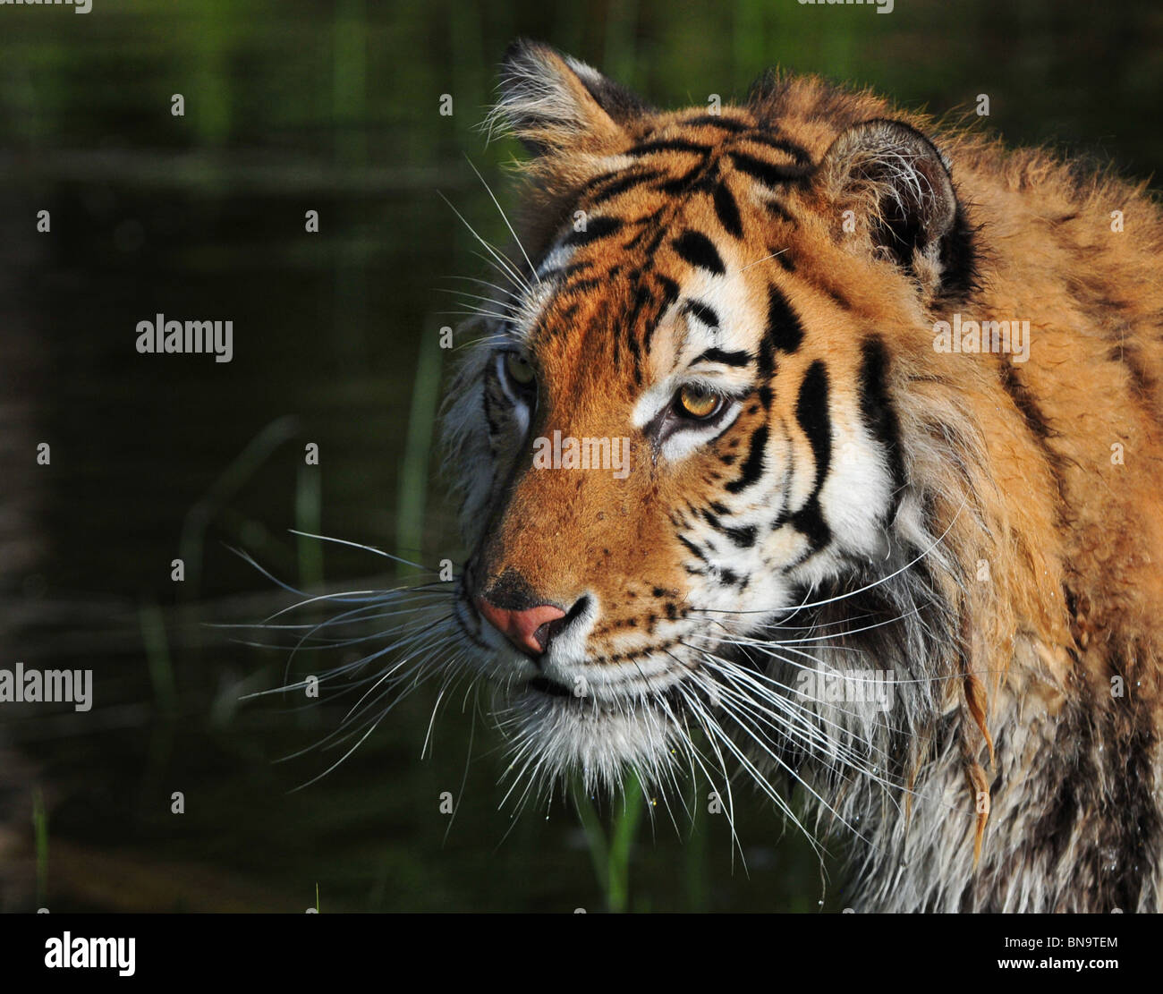 Siberian Tiger Head Stock Photo - Alamy