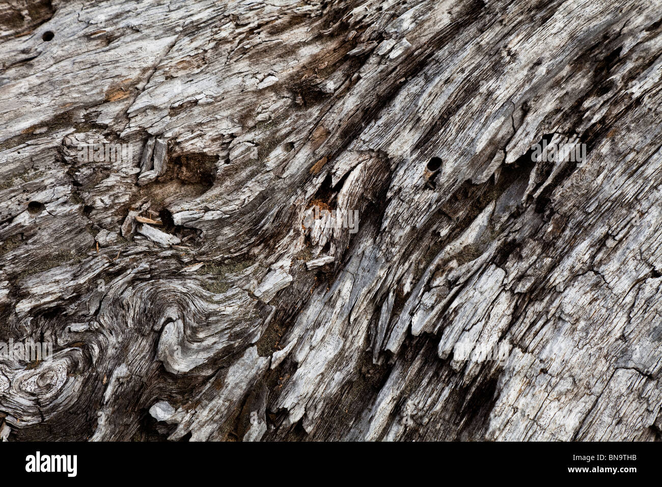 Weathering Tree Trunk close up shot for background Stock Photo - Alamy