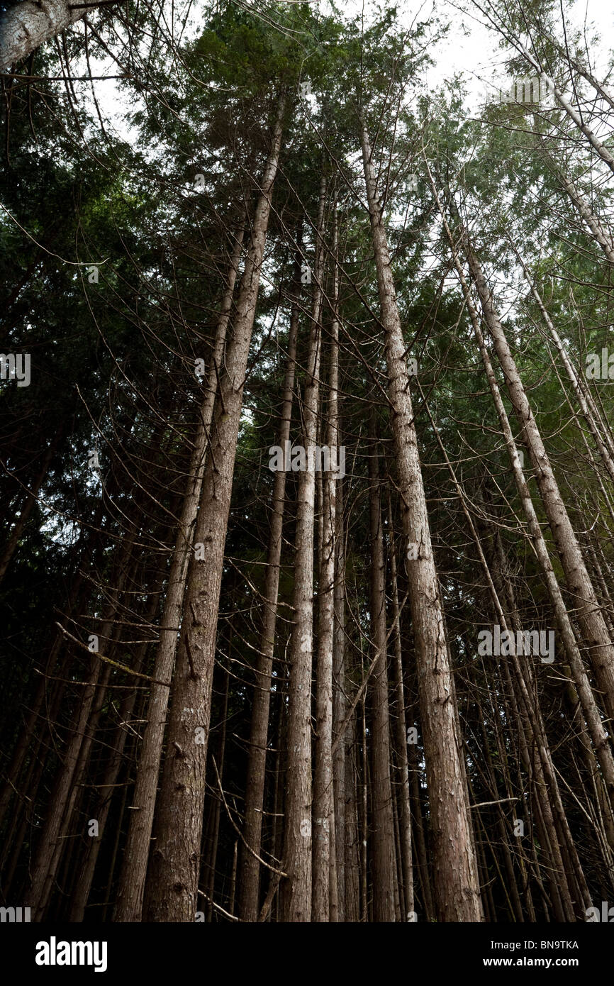 Douglas fir forest trees hi-res stock photography and images - Alamy