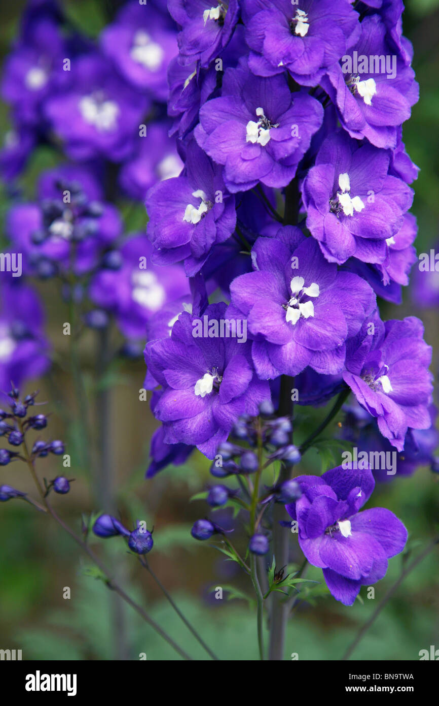 English Country Garden - Delphinium (Guardian Blue) has deep blue ...