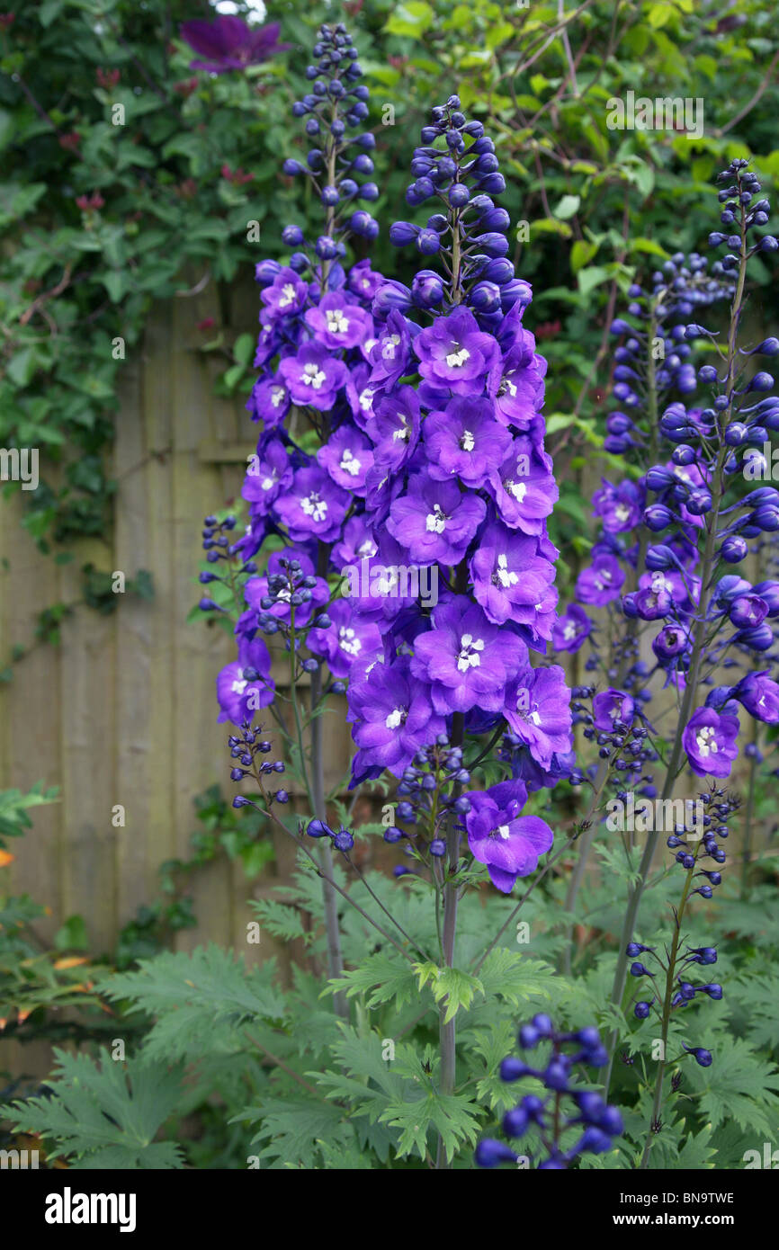English Country Garden - Delphinium (Guardian Blue) has deep blue ...