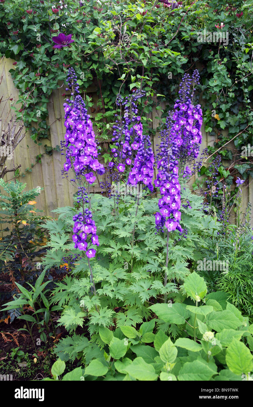 English Country Garden - Delphinium (Guardian Blue) has deep blue ...