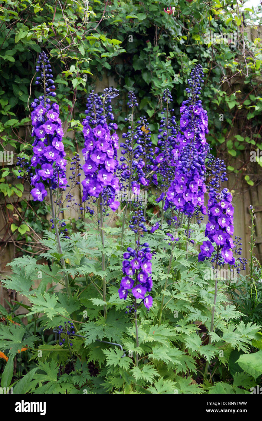 English Country Garden - Delphinium (Guardian Blue) has deep blue ...